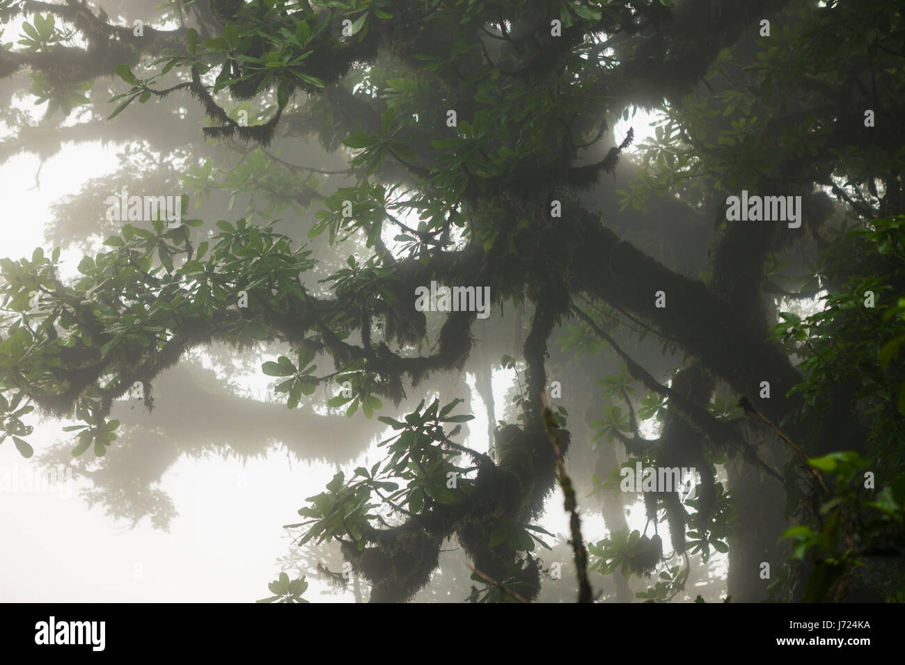 Lush foggy rainforest La Fortuna Costa Rica Stock Photo - Alamy
