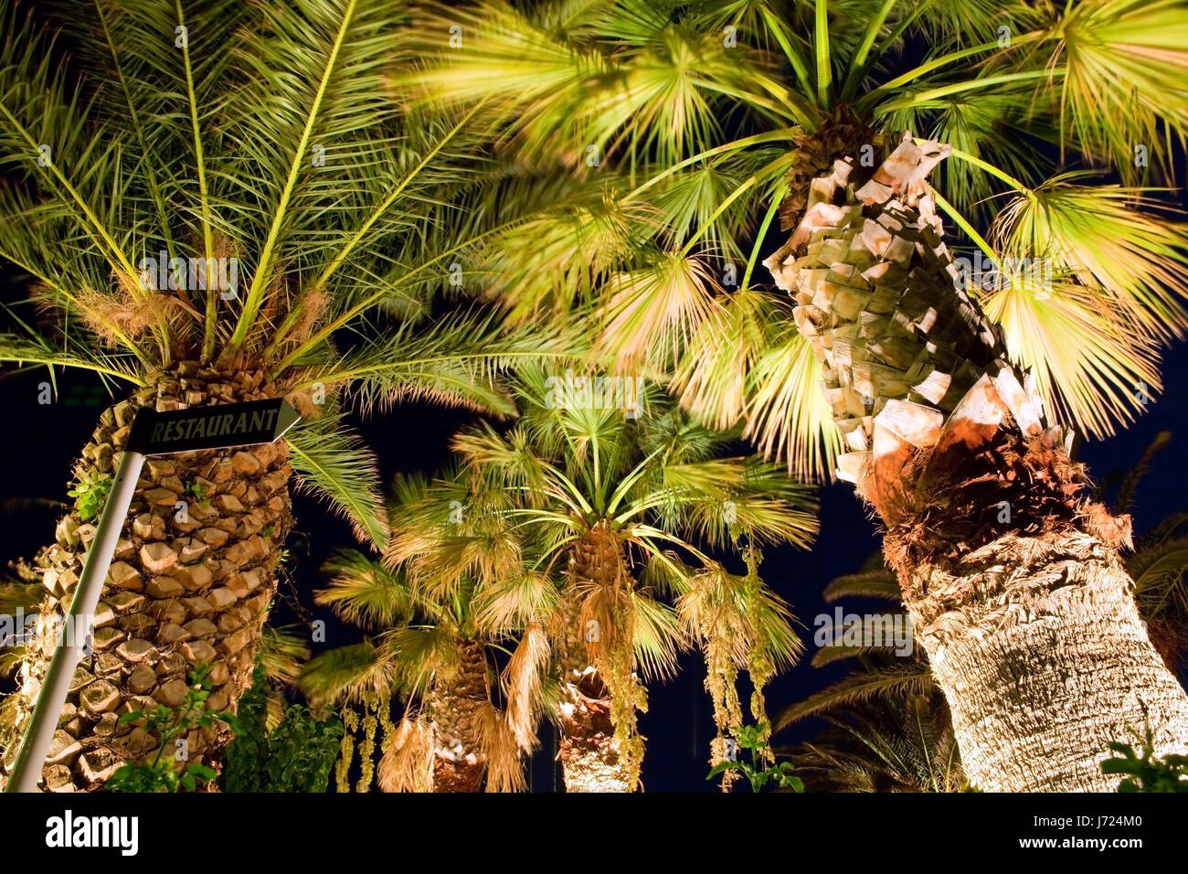 beautiful beauteously nice beach seaside the beach seashore flora ...