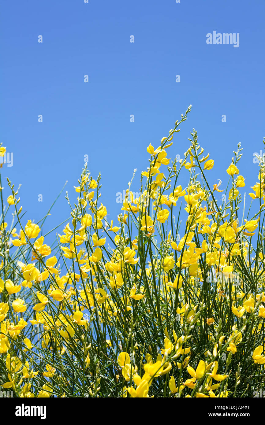 blue flower plant firmament sky italy yellow blue macro close-up macro ...