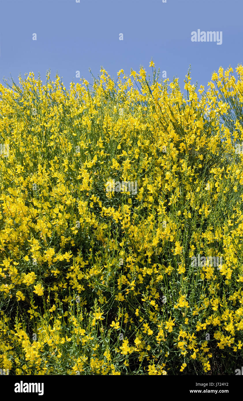 blue flower flowers plant bush firmament sky italy yellow blue macro ...