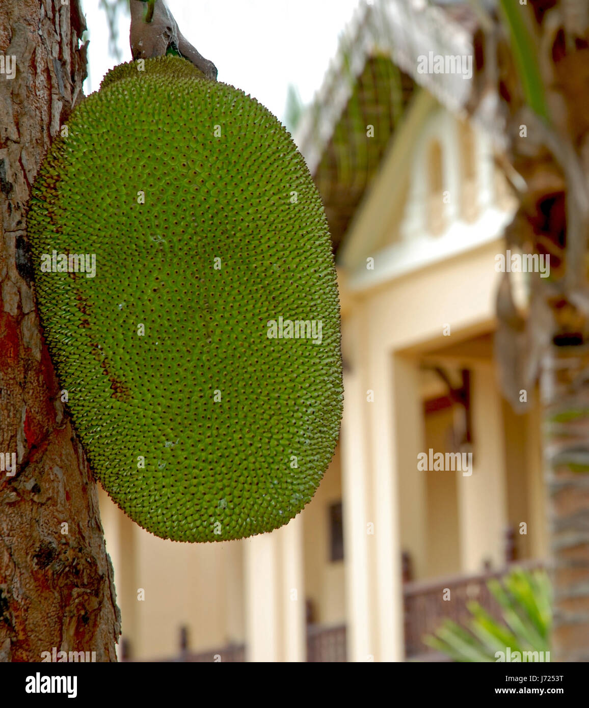 What is jackfruit and how to prepare it hi-res stock photography and ...