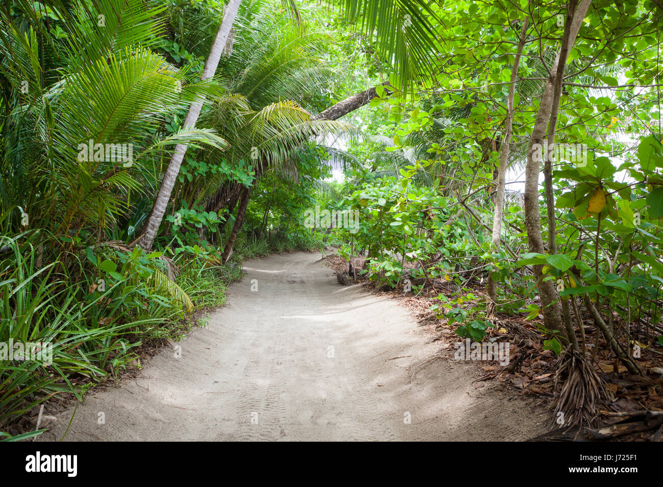 Sand road to the beach in lush tropical forest Stock Photo - Alamy