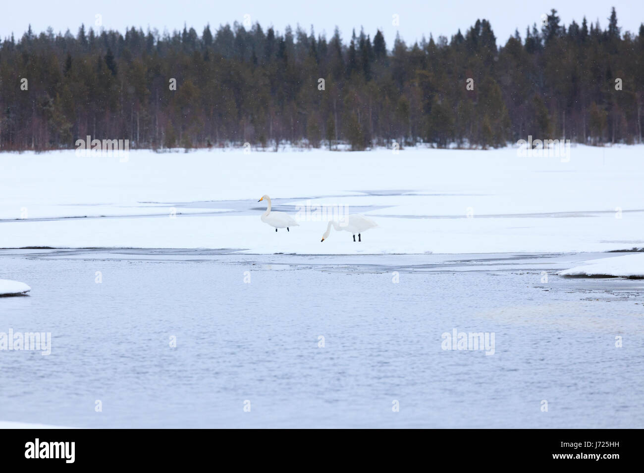 Swans on partially frozen lake in Finland at spring Stock Photo - Alamy