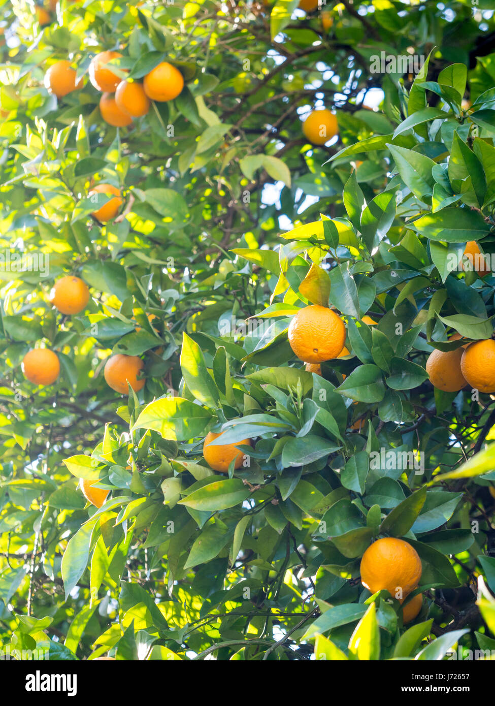 Orange tree fruit portugal hi-res stock photography and images - Alamy