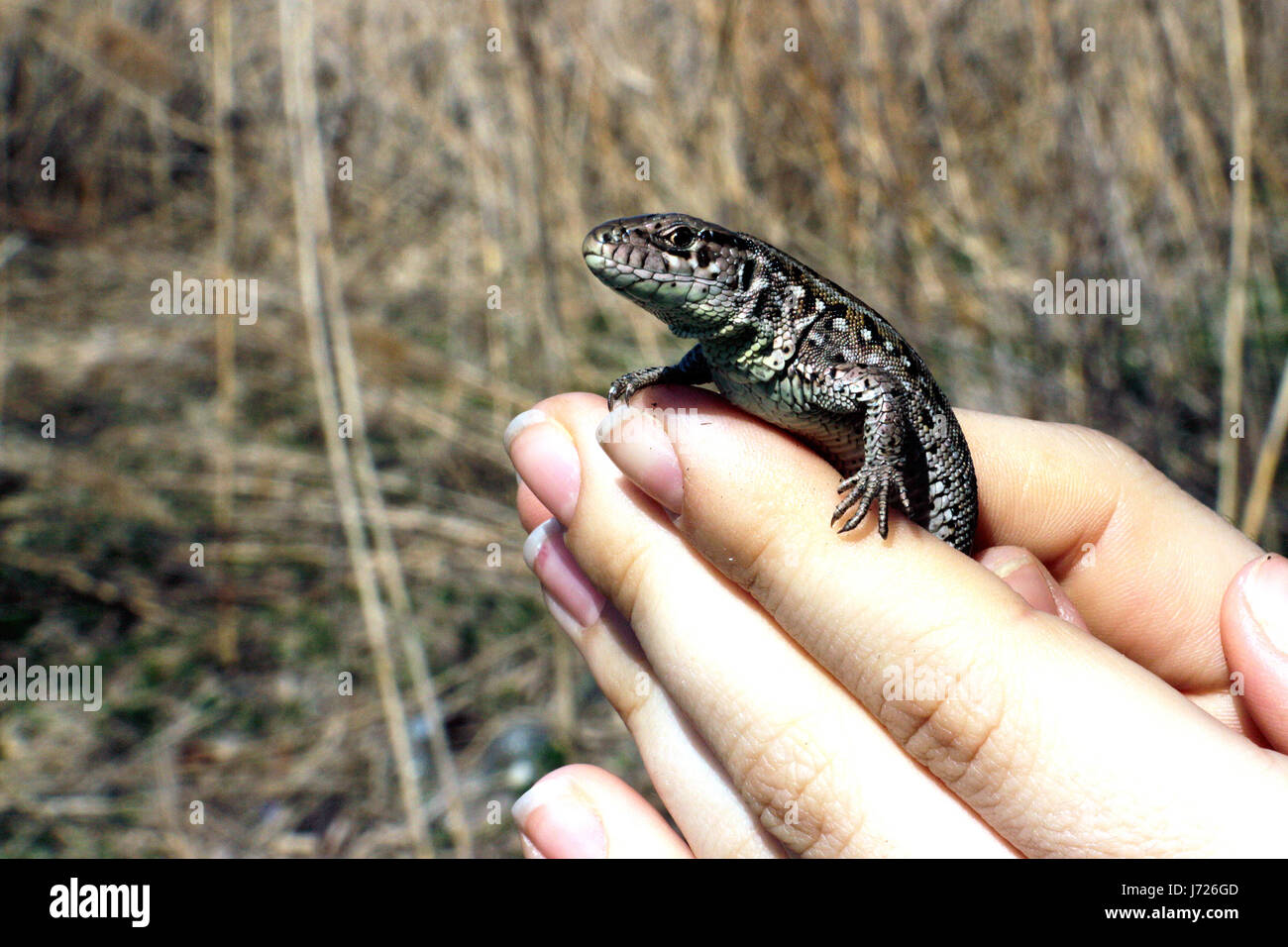 Gray lizard in the hands Stock Photo - Alamy
