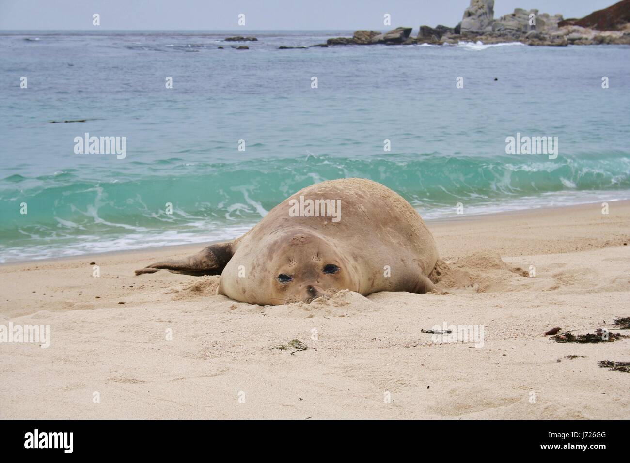 sea lion on the beach Stock Photo - Alamy