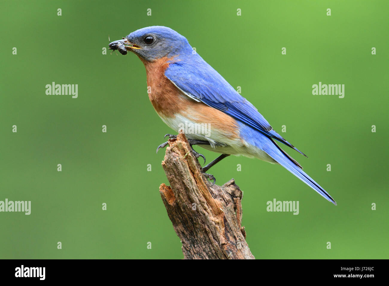 blue bird wild wildlife eastern nature blue animal insect bird fauna ...