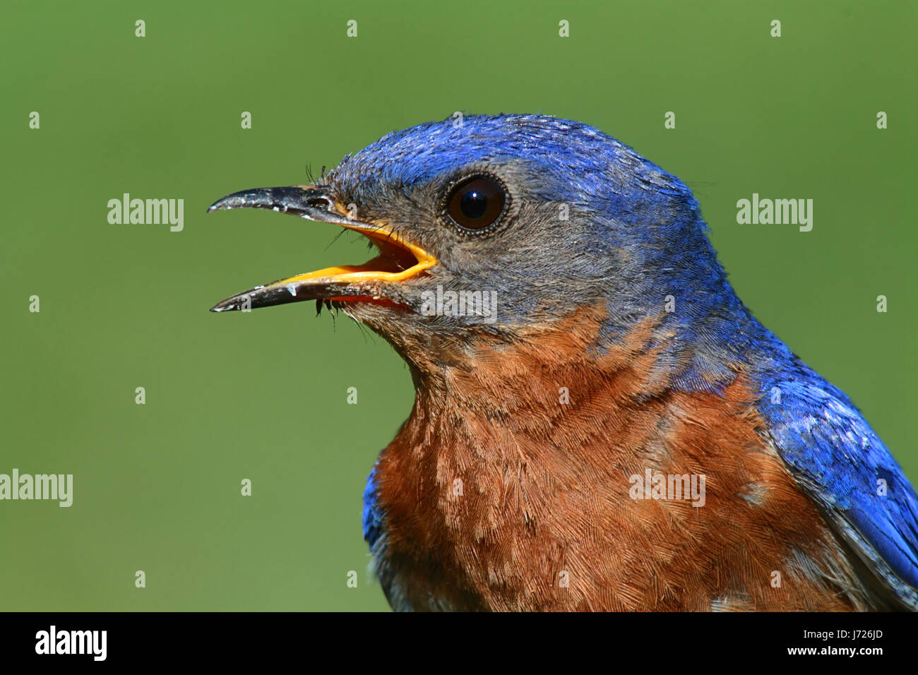 blue bird wild wildlife eastern nature blue animal bird fauna wild ...