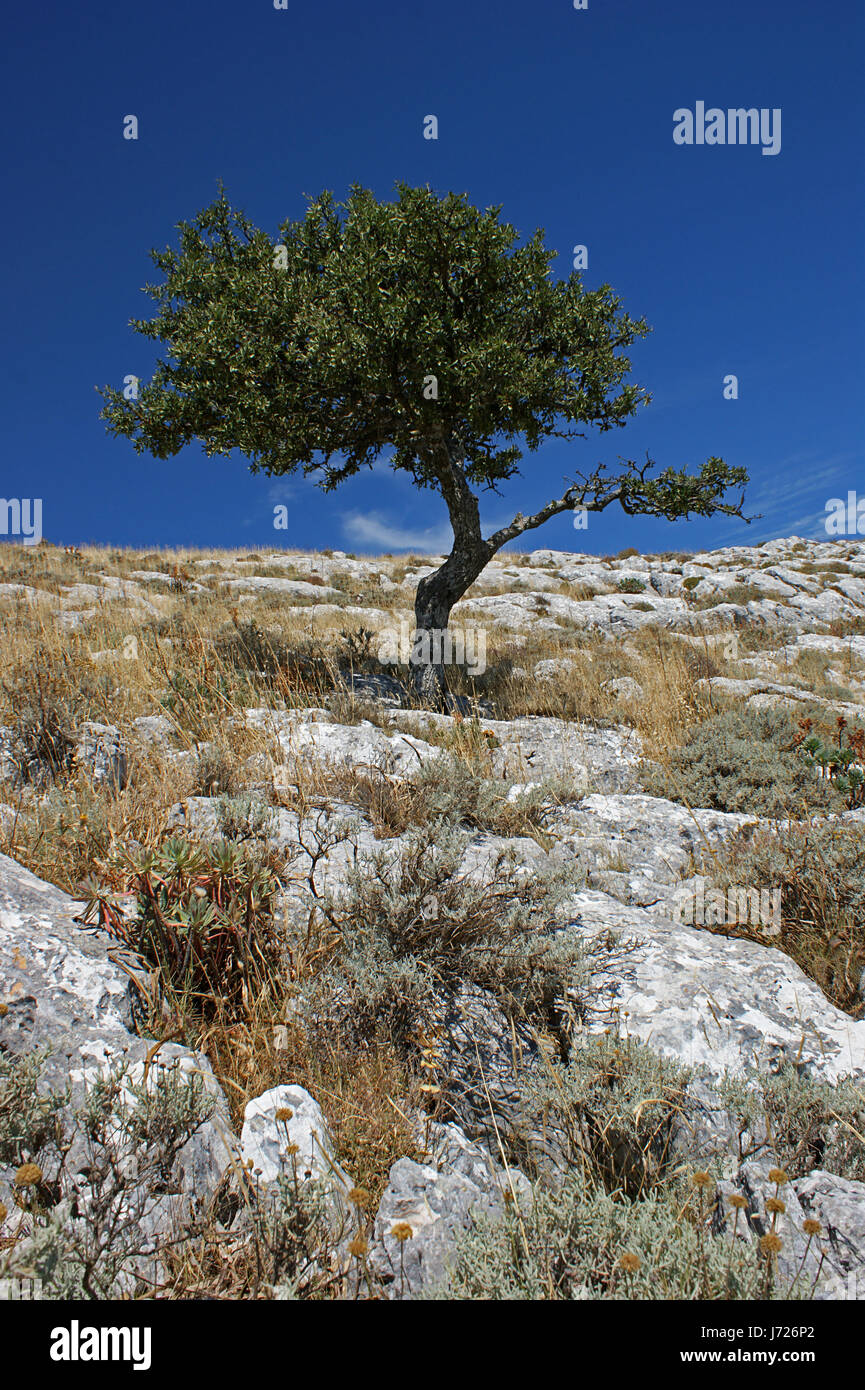 tree in karst Stock Photo - Alamy