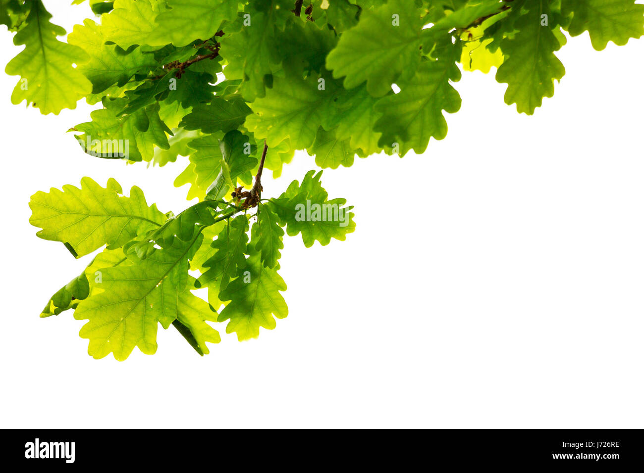 Oak Tree Branch Isolated High Resolution Stock Photography and Images ...