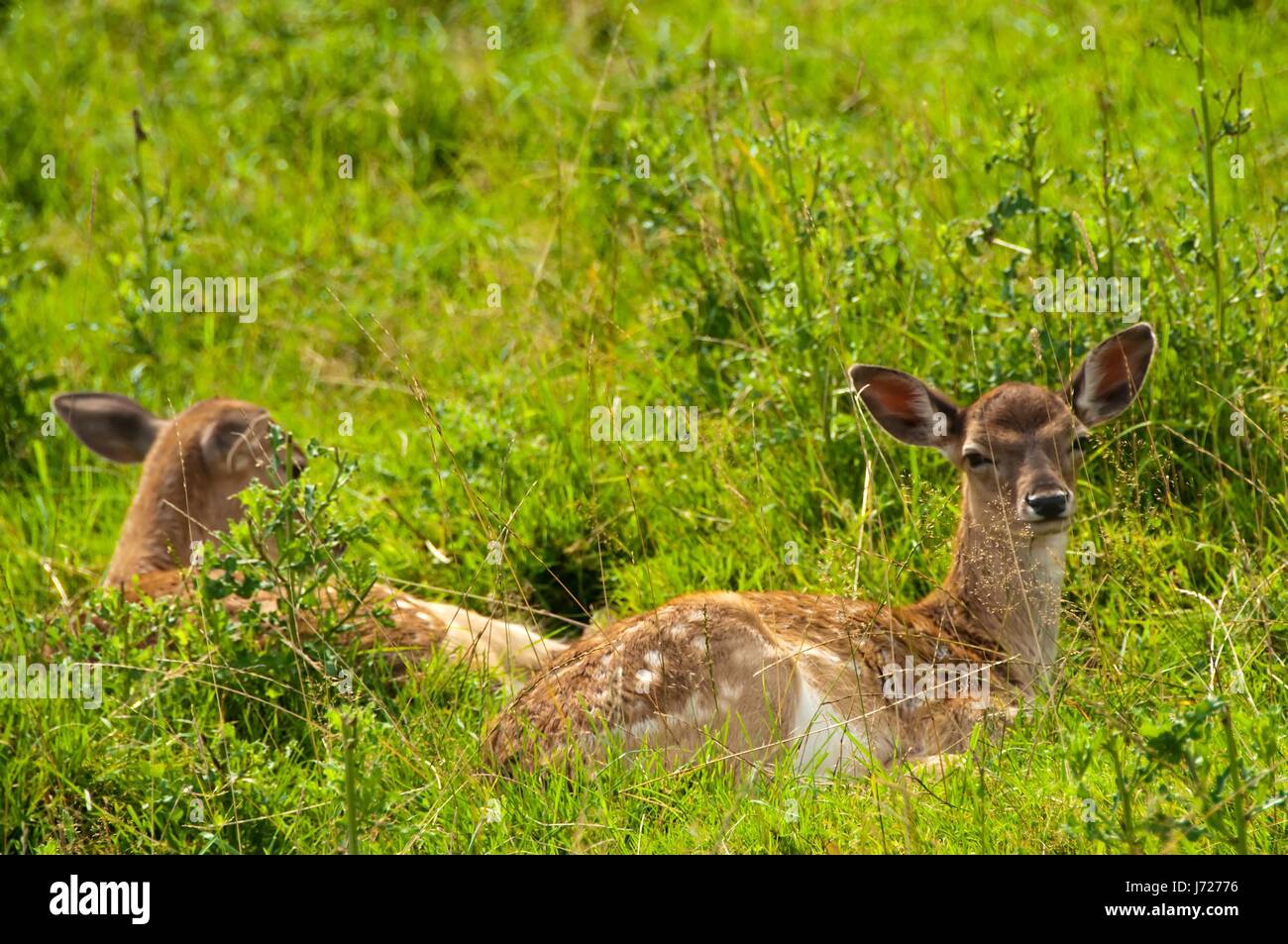 mammal graze wild animal fallow deer roe mammal offspring shy young ...