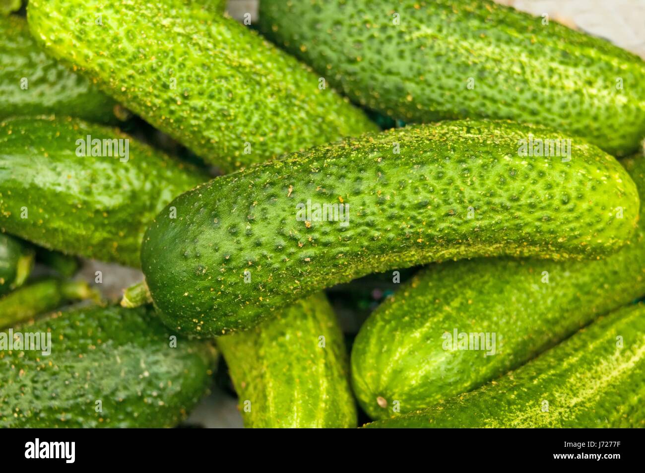 preserve gherkin kitchen cuisine boil cooks boiling cooking cucumber ...