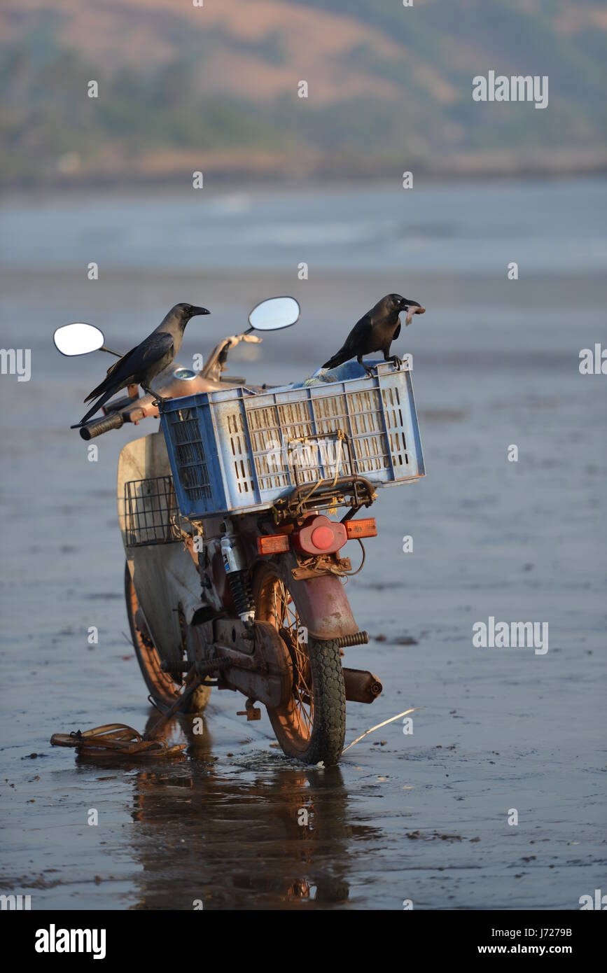 Crows stealing fish Stock Photo - Alamy