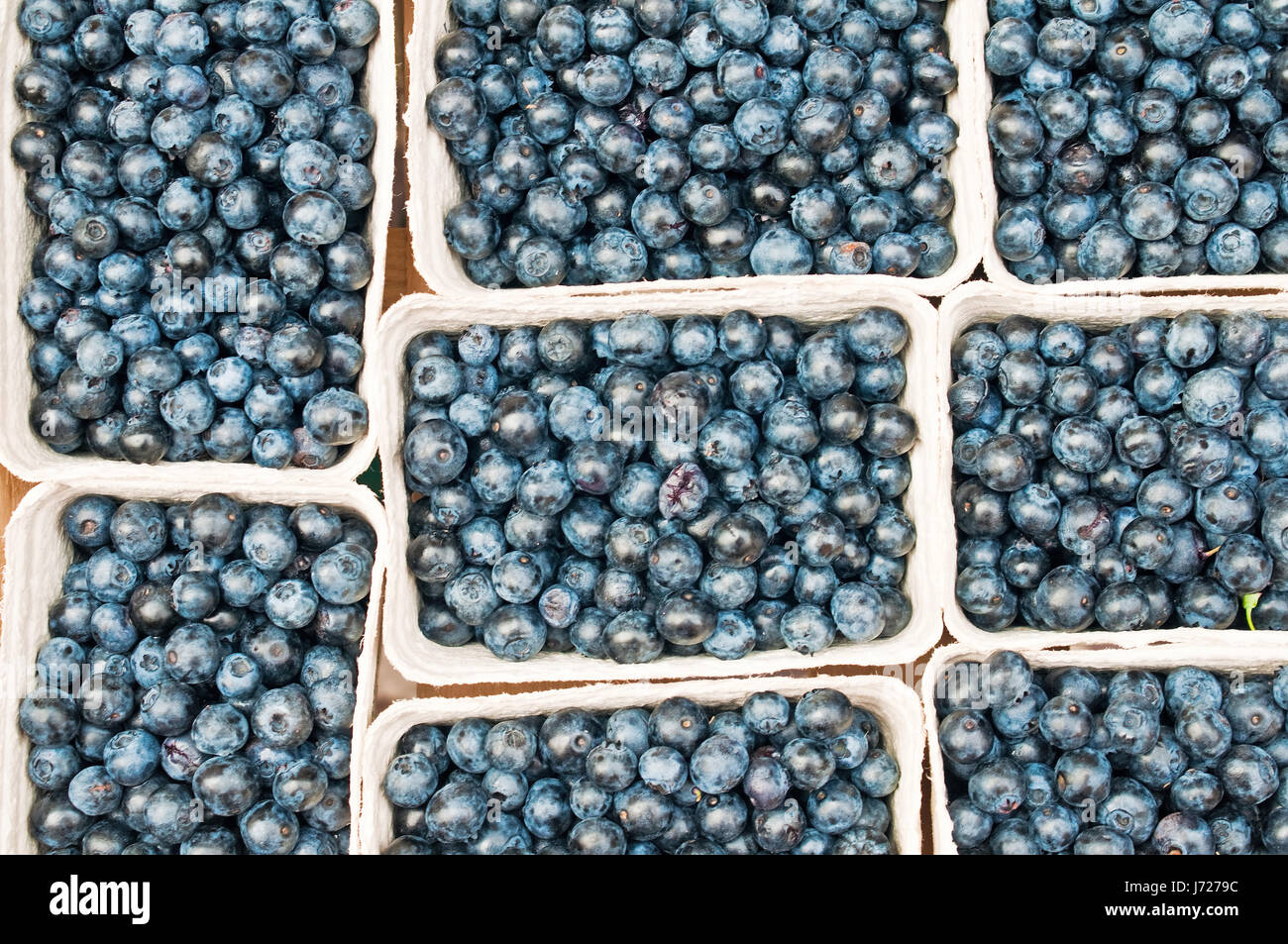 blue macro close-up macro admission close up view sweetly trenchantly ...