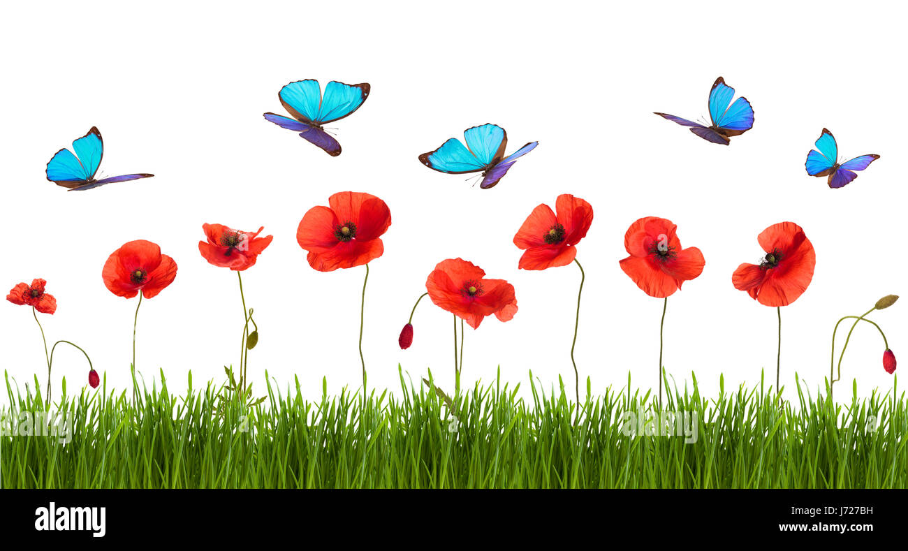 Red Butterfly Border