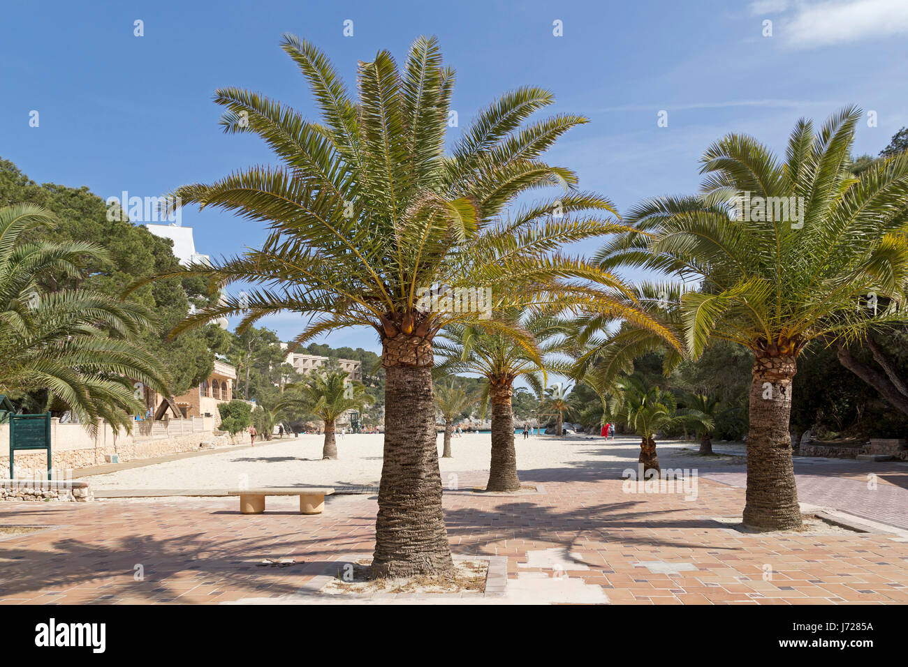 Palm trees in majorca hi-res stock photography and images - Alamy