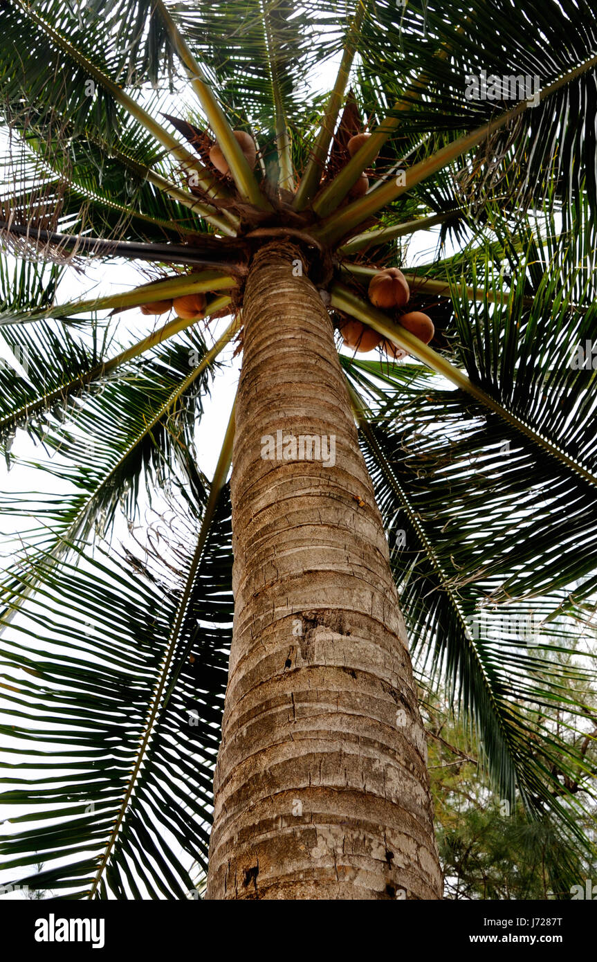 tropical palm food aliment leaf travel macro close-up macro admission ...