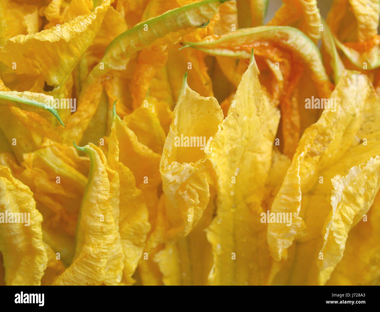 food aliment detail flower flowers plant vegetable nutrition courgette ...