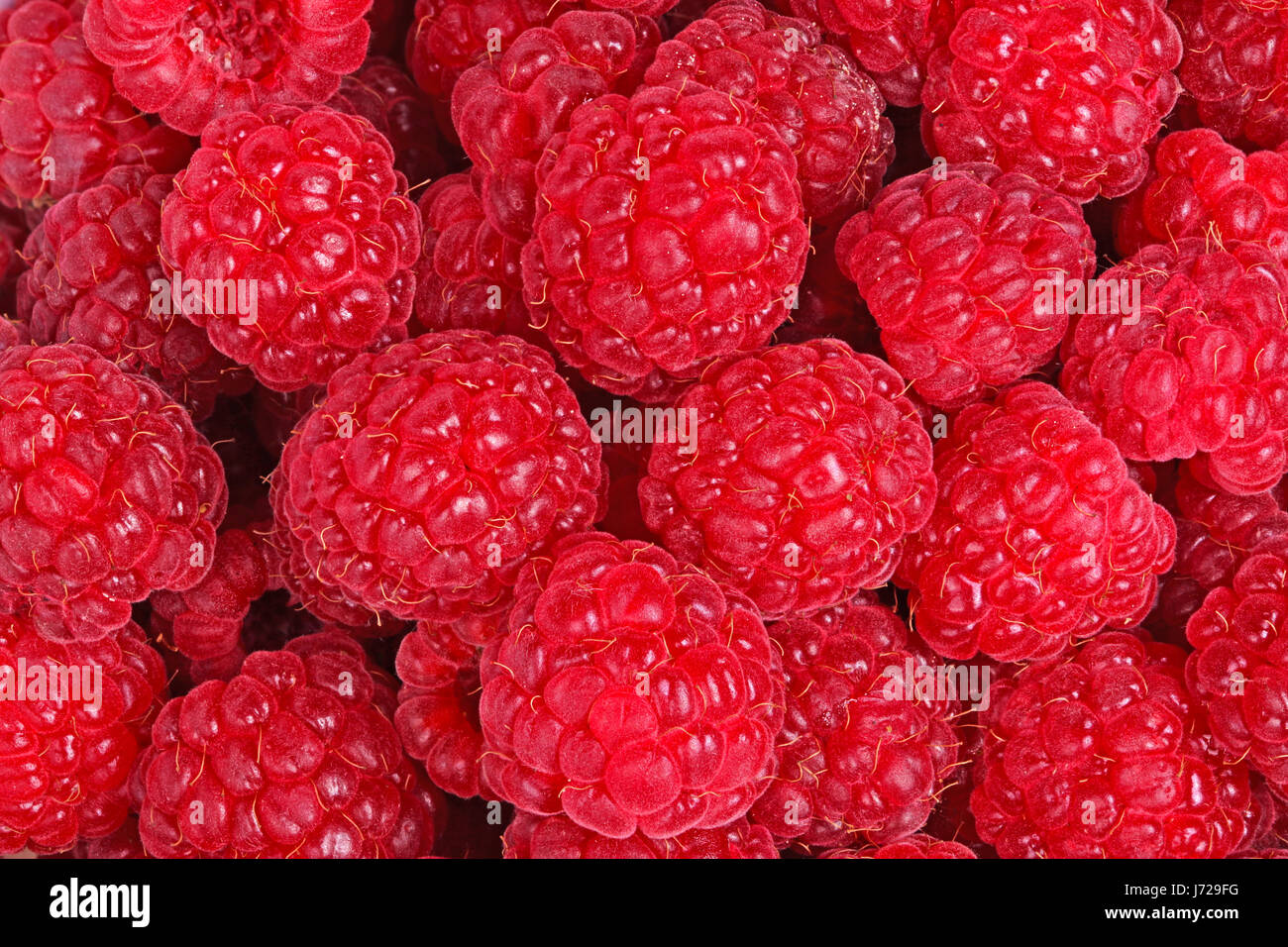Numerous ripe fruit of red raspberries (Rubus idaeus) fill the frame ...