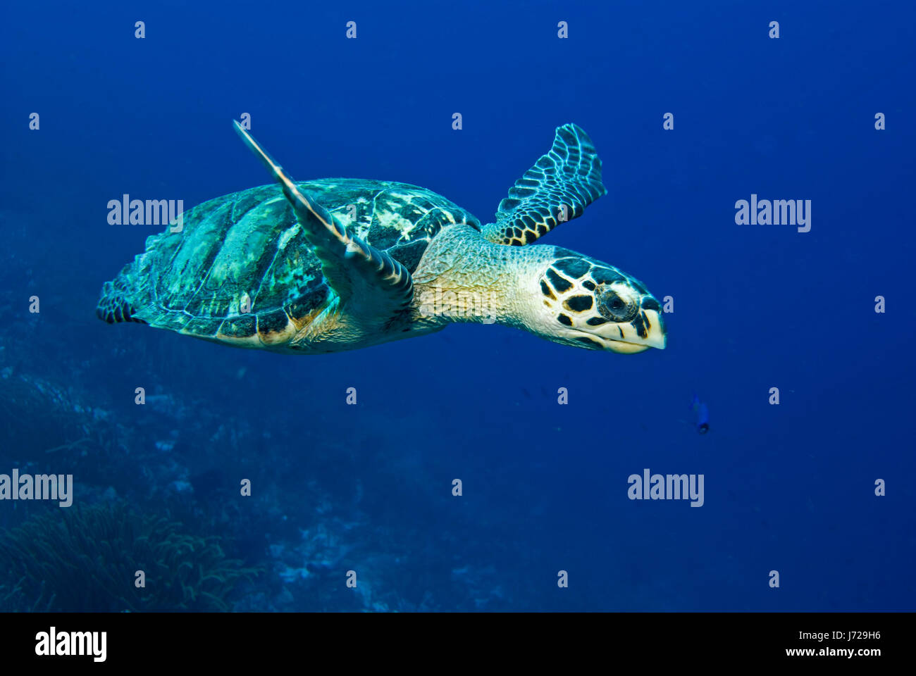 underwater turtle tortoise underwater dive diving sports atoll reef ...