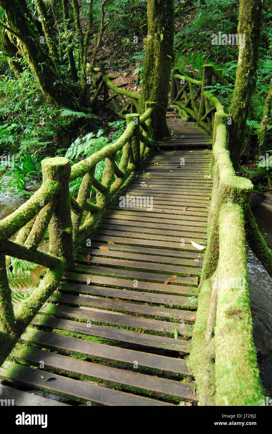 Wooden old bridge in forest across brook. Natural composition Stock ...
