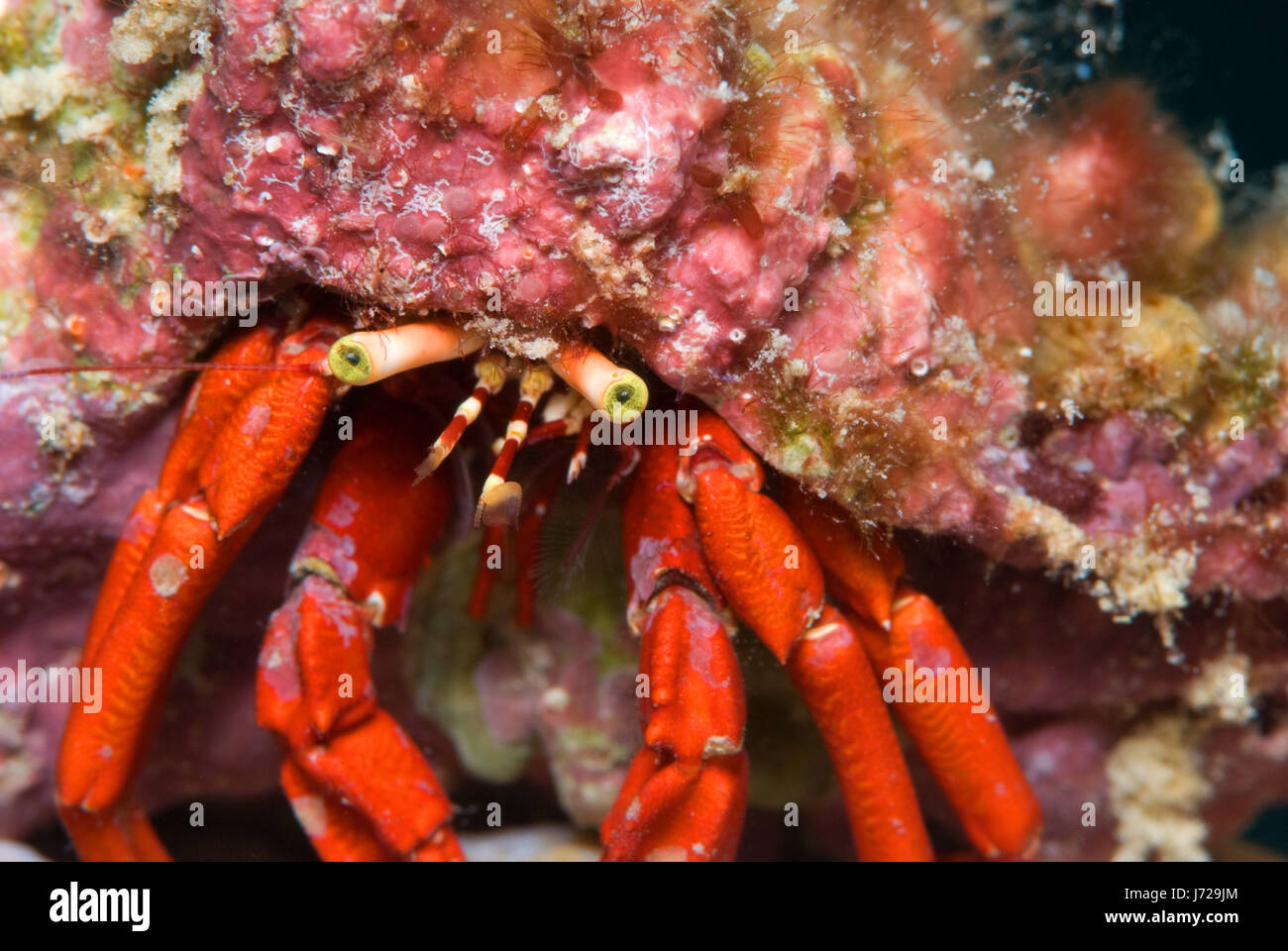 underwater snail shell cancer hermit crab underwater snail shell dive ...