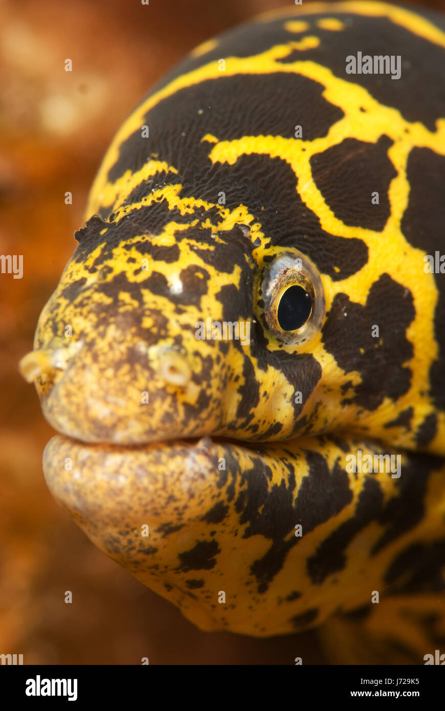 Moray skin hi-res stock photography and images - Alamy