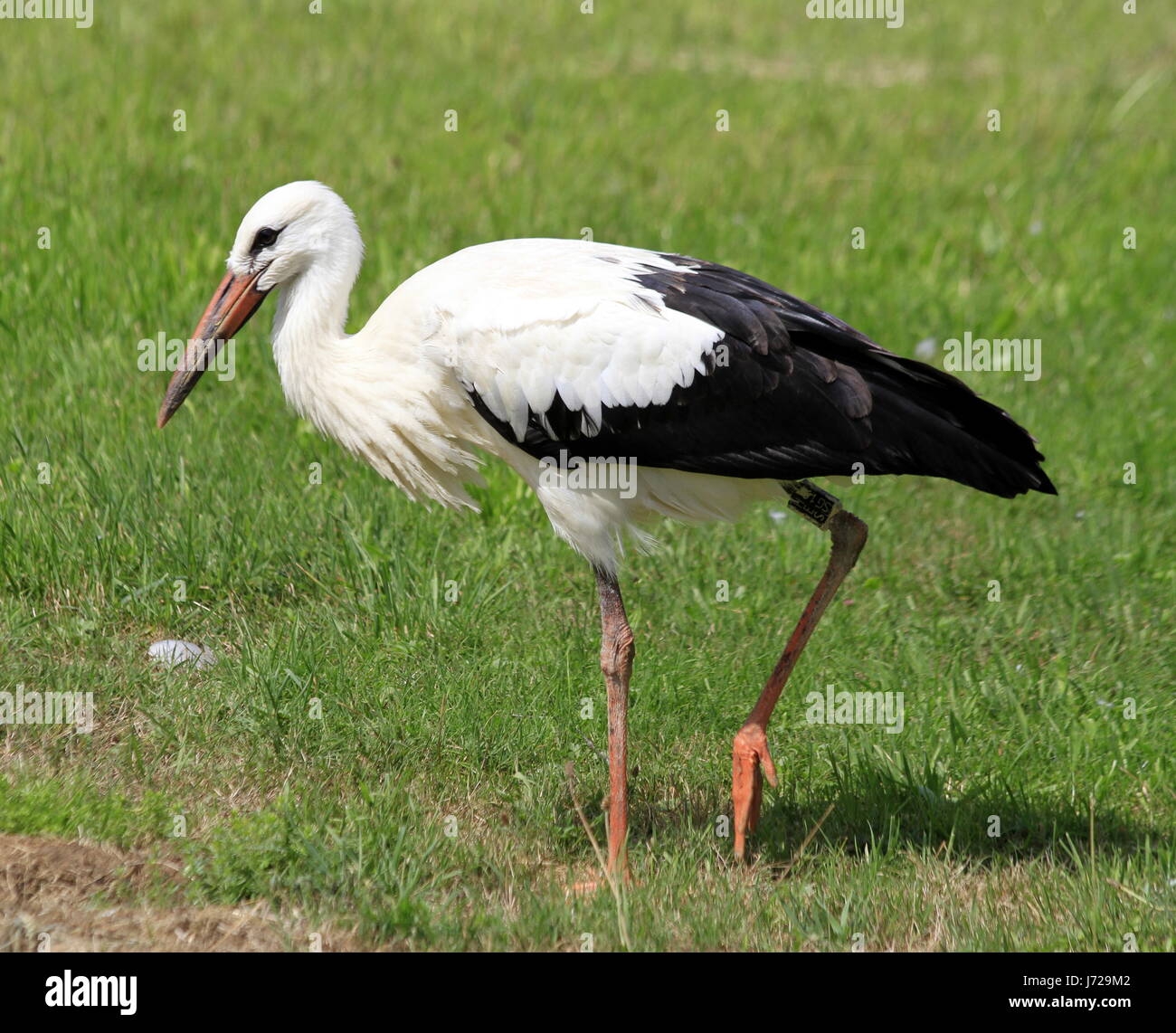 animal,green,beak,stork,waddle,beaks,walk,go for a walk,meadow ...