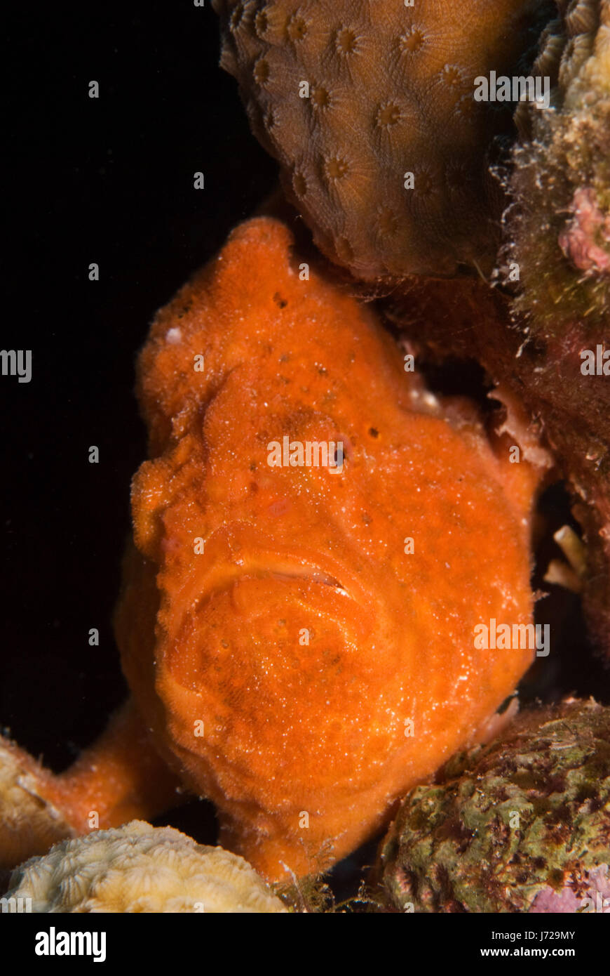 fish underwater fishing rod fish underwater dive diving sports atoll ...