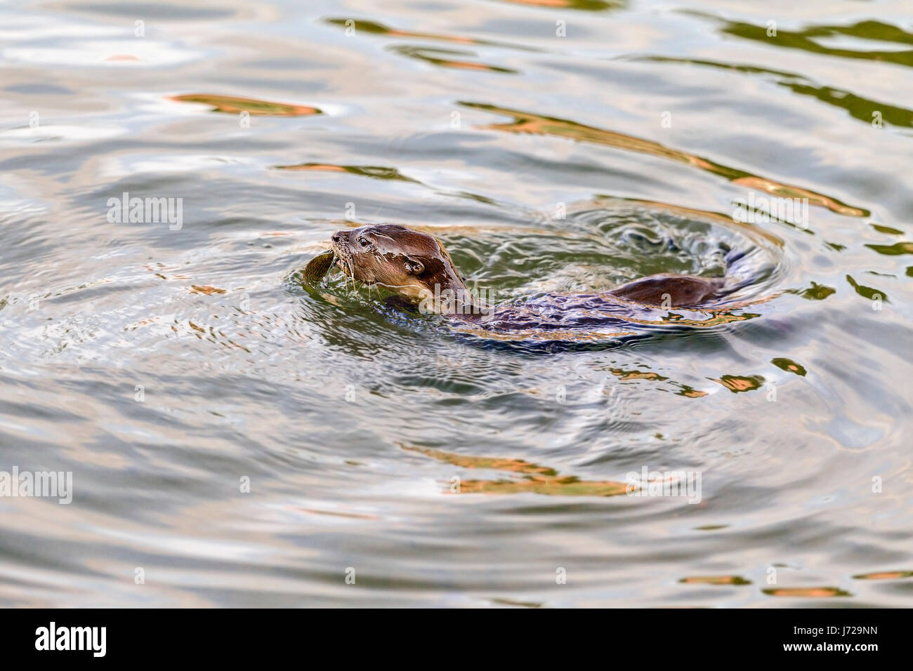Young otter swimming hi-res stock photography and images - Alamy