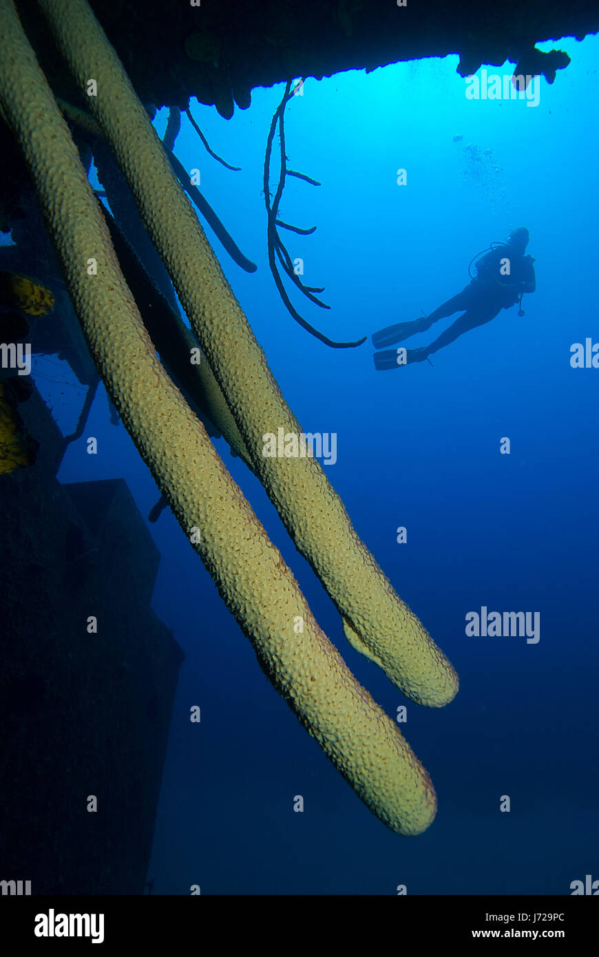 underwater sponge diver underwater dive diving sports atoll reef sponge ...
