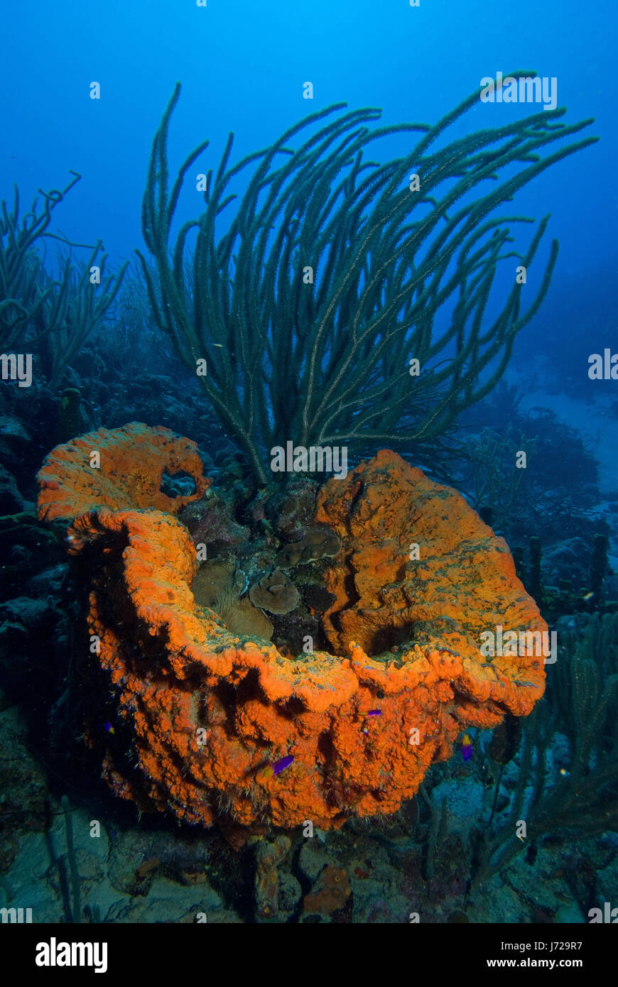 underwater sponge underwater dive diving sports atoll reef sponge ...