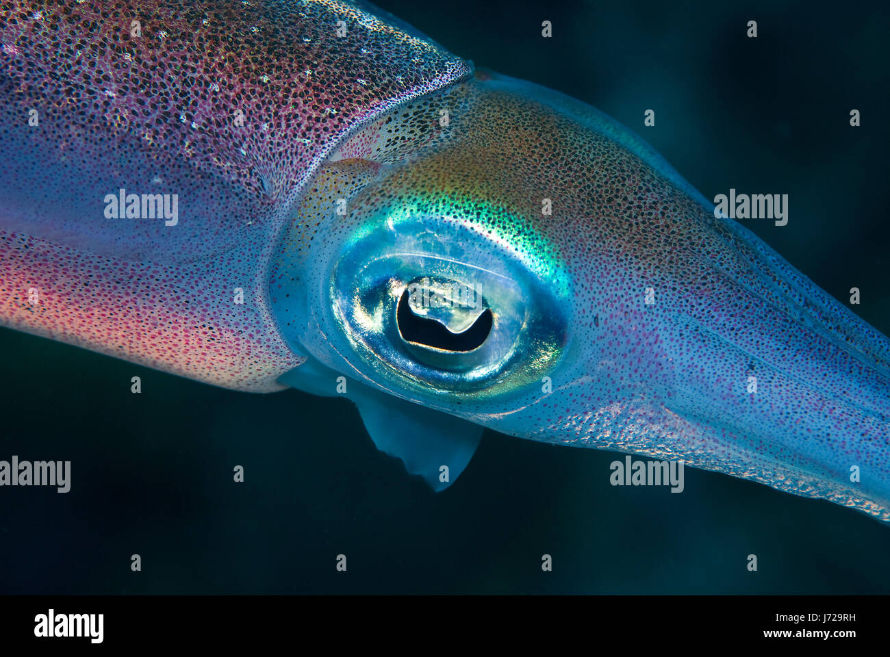 Caribbean riffkalmar hi-res stock photography and images - Alamy