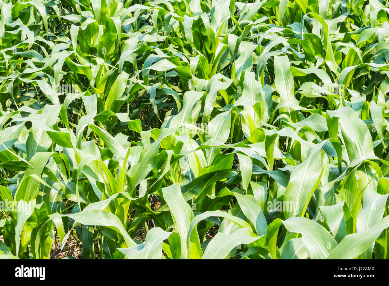 young corn field in sunny time Stock Photo - Alamy