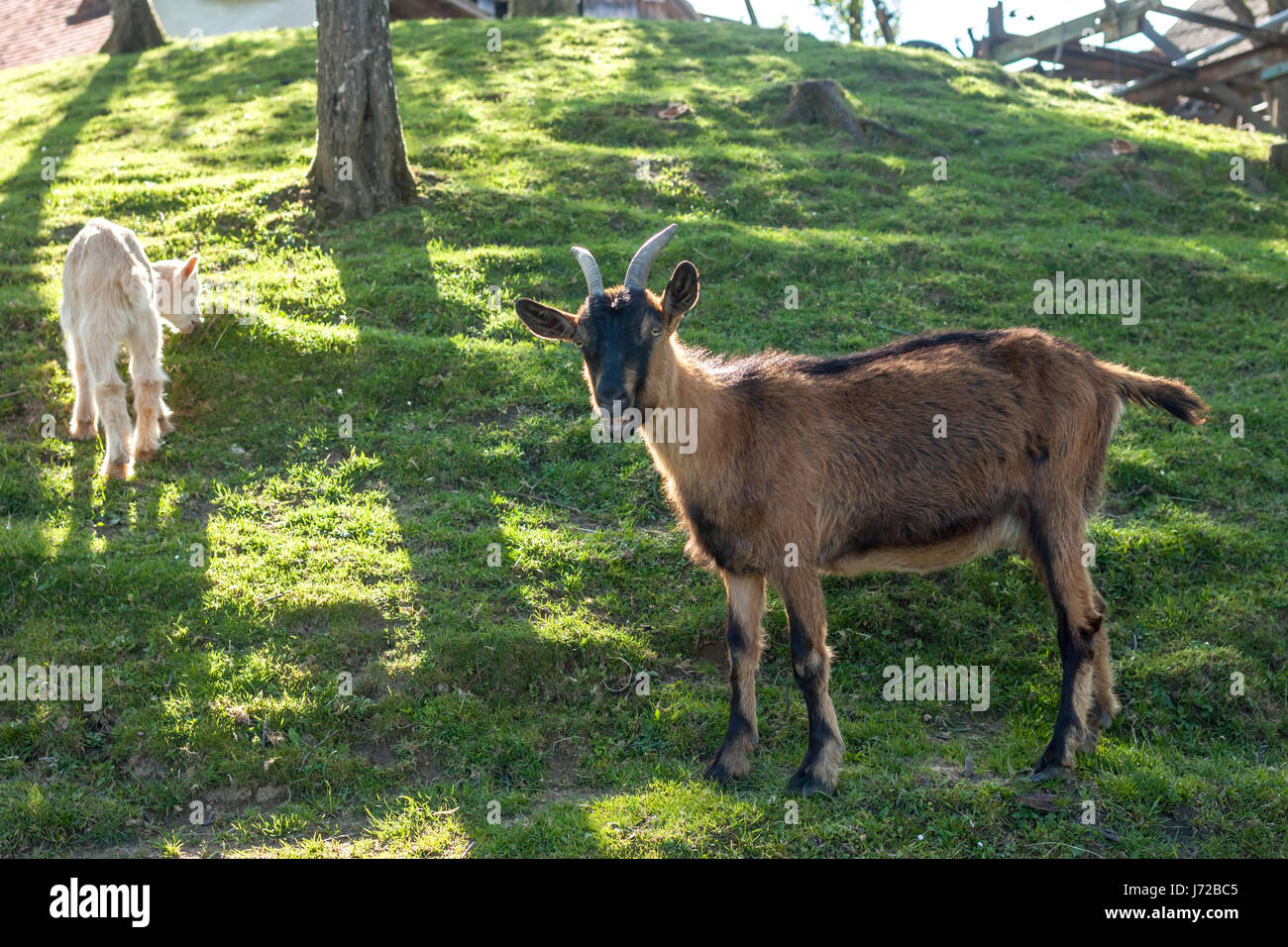 cozy goat farm green grass sunny day Stock Photo - Alamy