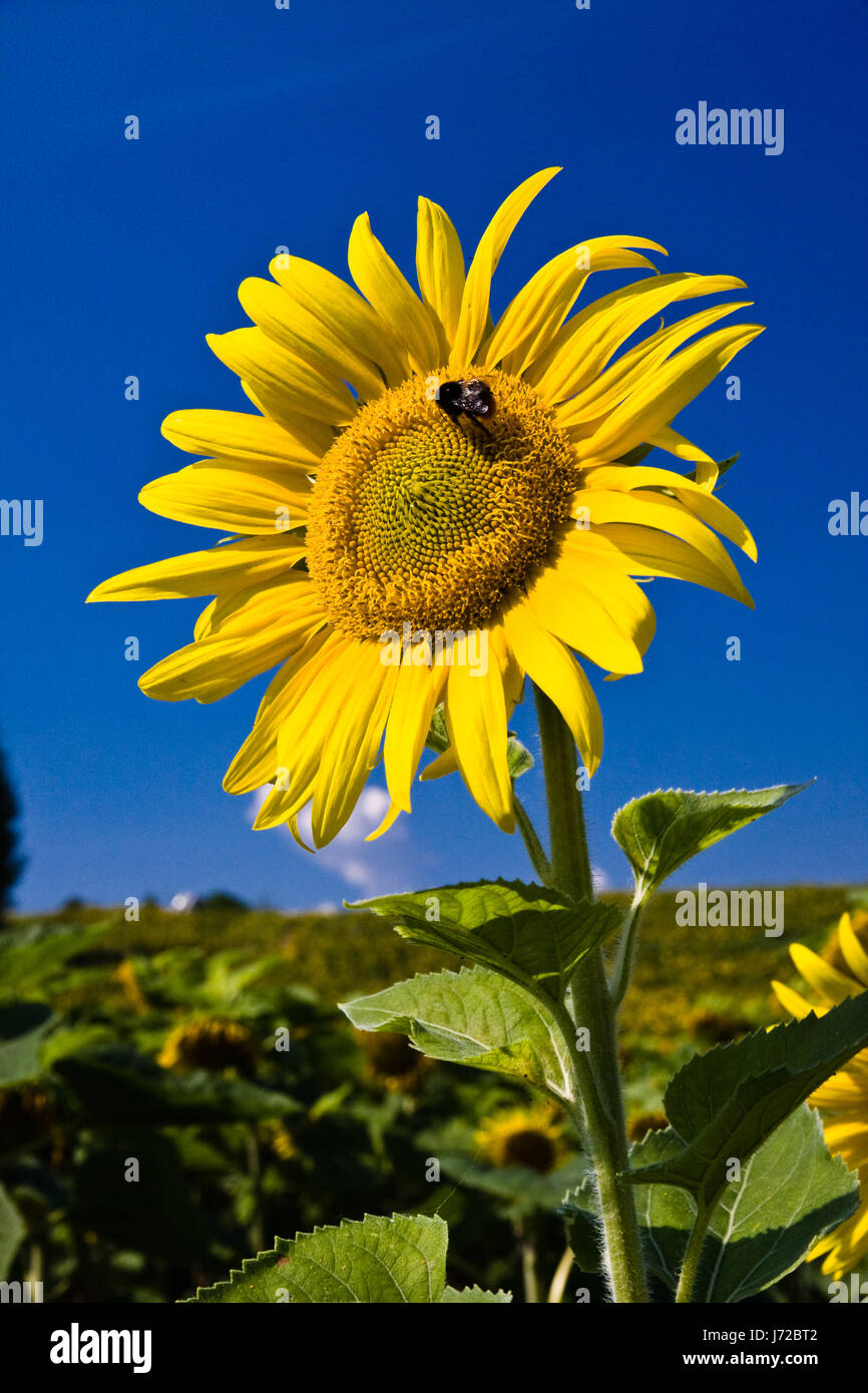 bumblebee summer summerly flower sunflower plant firmament sky shine ...