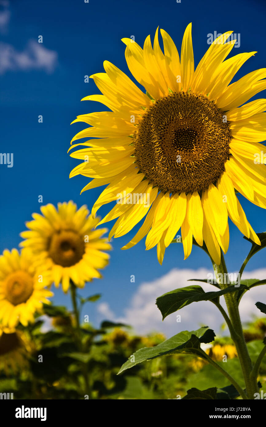 bumblebee summer summerly flower sunflower plant firmament sky shine ...