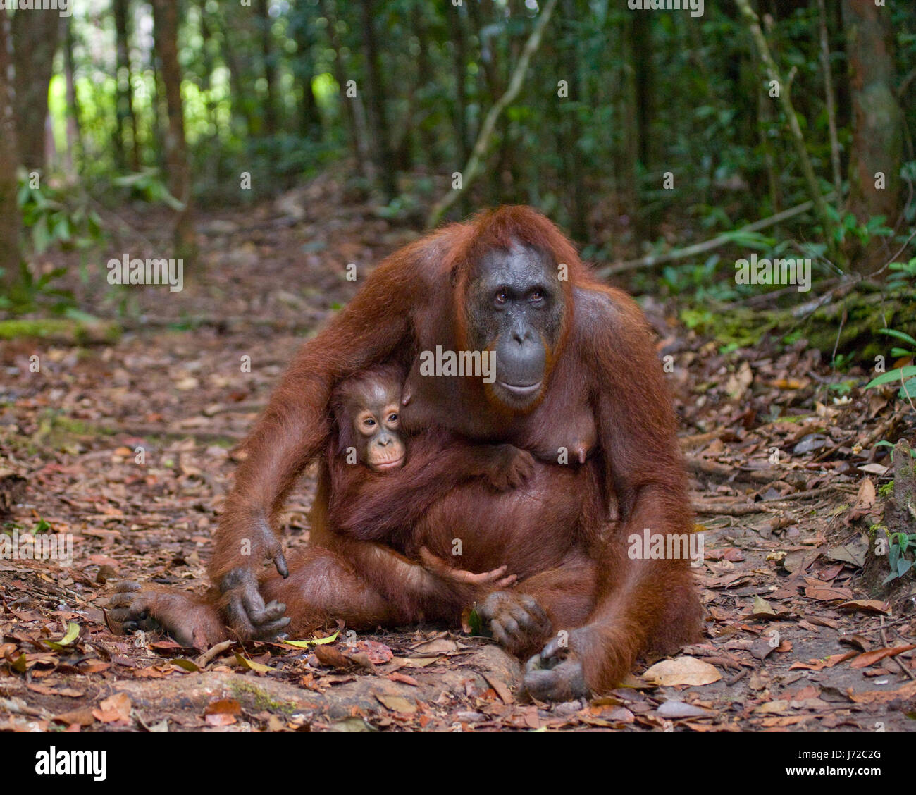 The female of the orangutan with a baby on ground. Indonesia. The ...