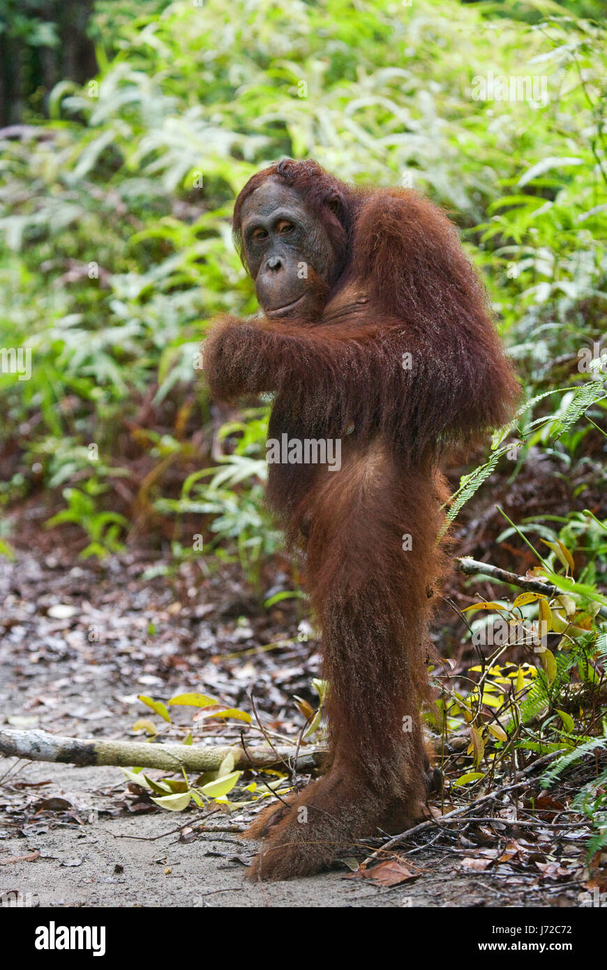 Orangutan stands on its hind legs in the jungle. Indonesia. The island ...