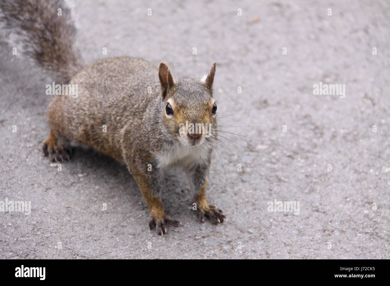 Tree rats hi-res stock photography and images - Alamy