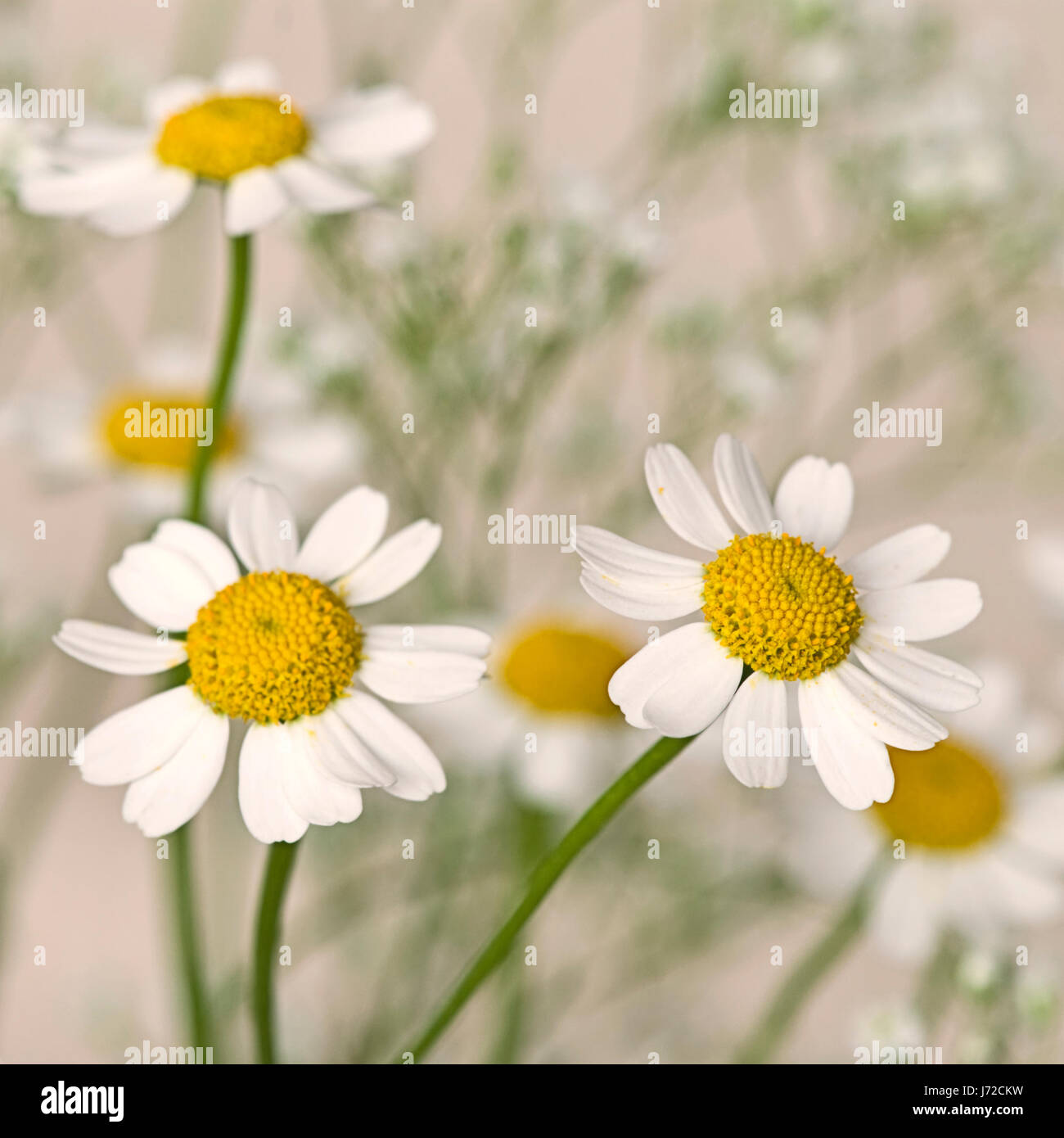 detail flower plant camomile medicinal plant detail flower plant ...