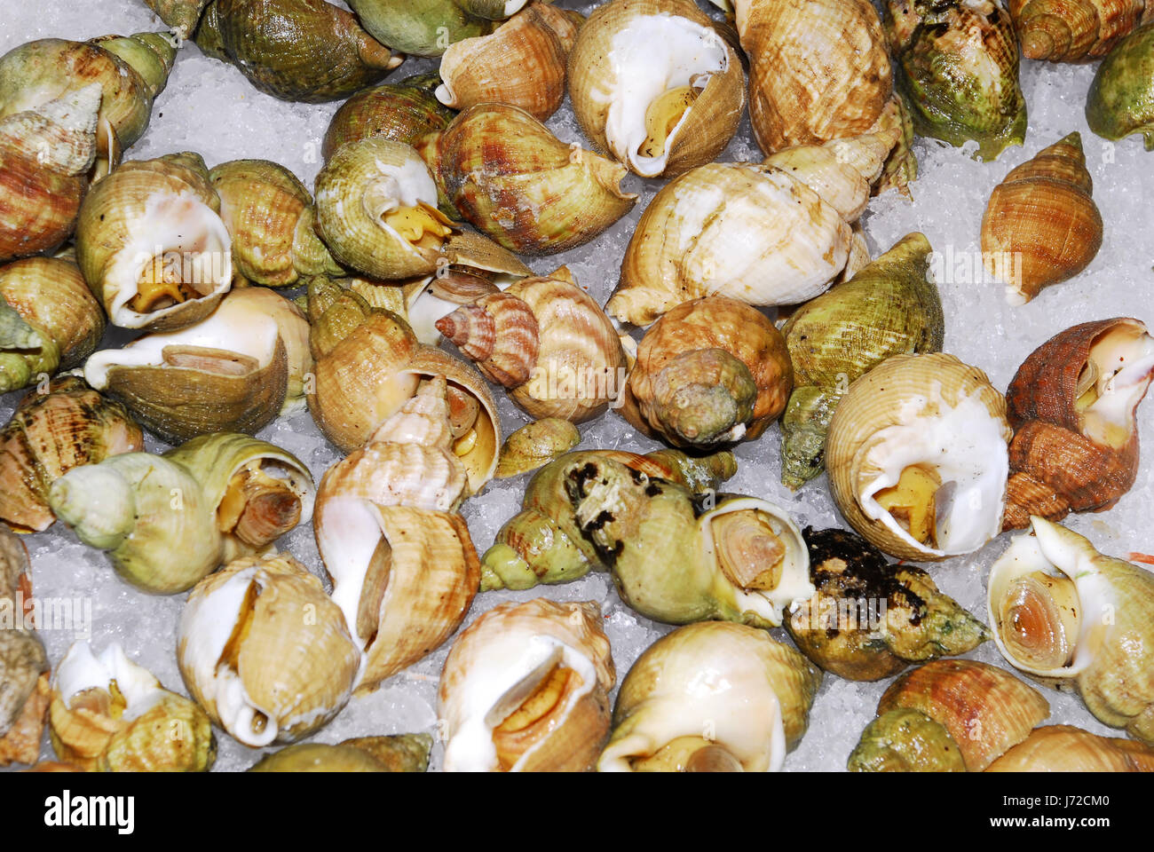 food aliment escargots edible snail snail shell delicacy speciality ...