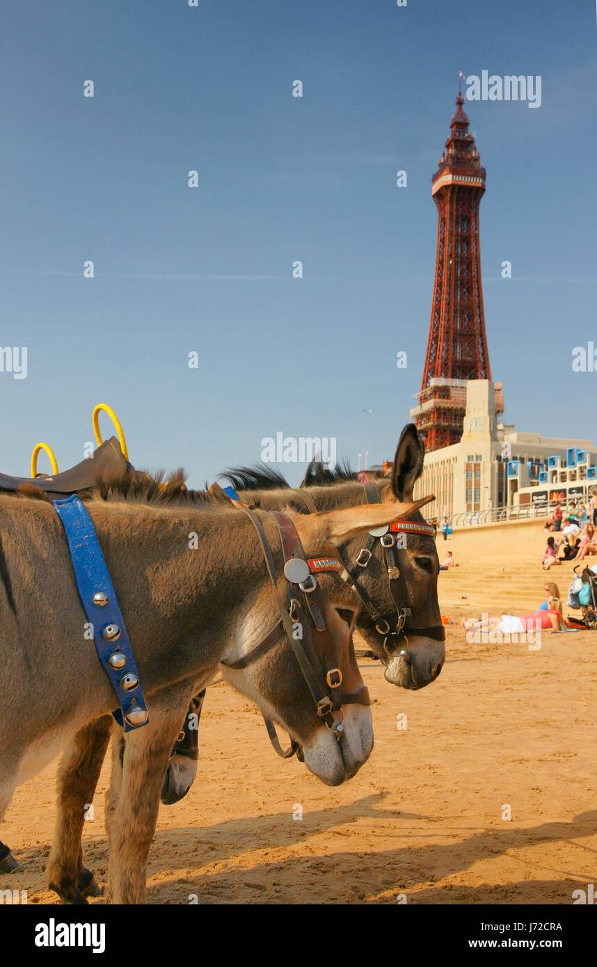 tower beach seaside the beach seashore england donkey tower ride animal ...