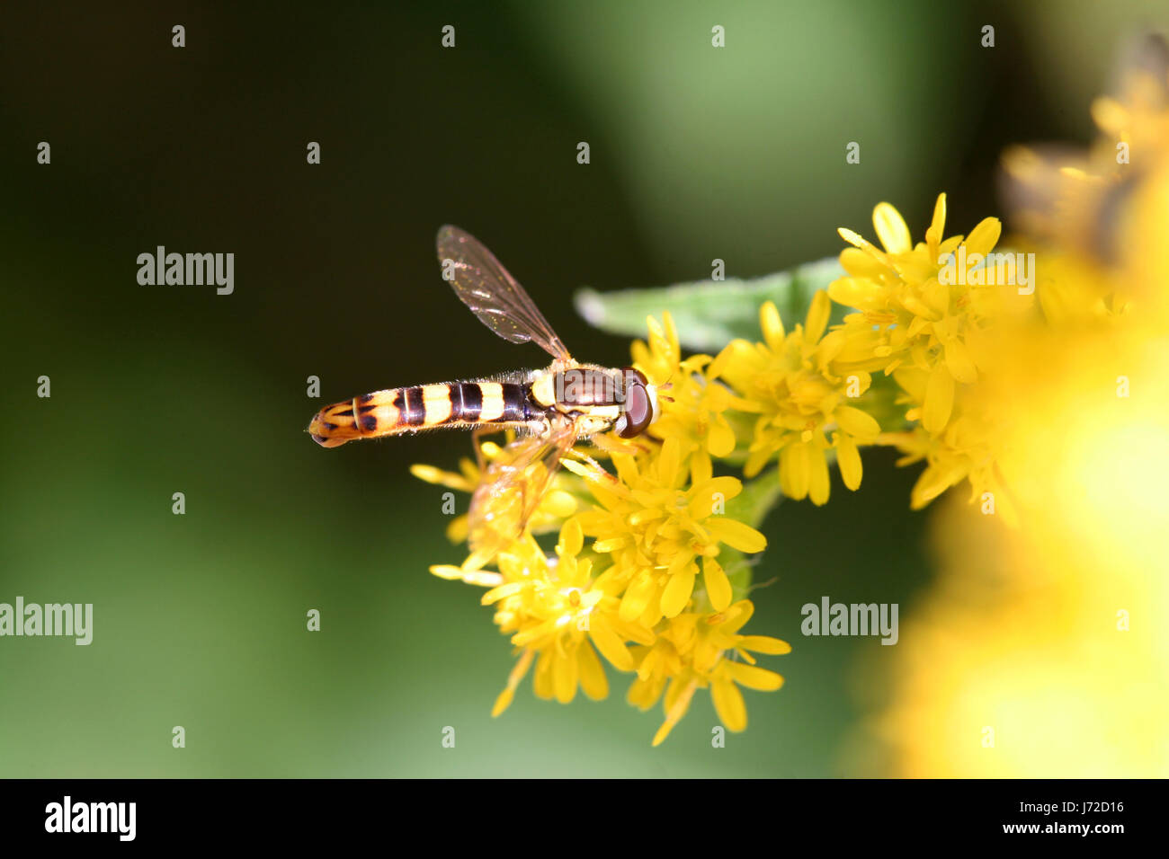 animal insect fauna flora botany fly nibble garden flies flower plant ...