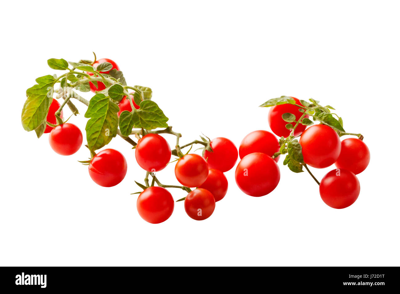 food aliment leaf isolated green small tiny little short vegetable raw ...