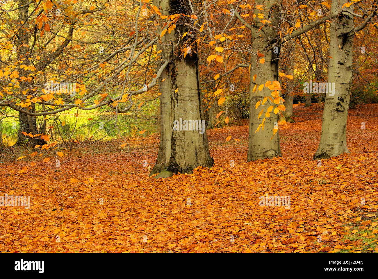 beech - beech 73 Stock Photo - Alamy