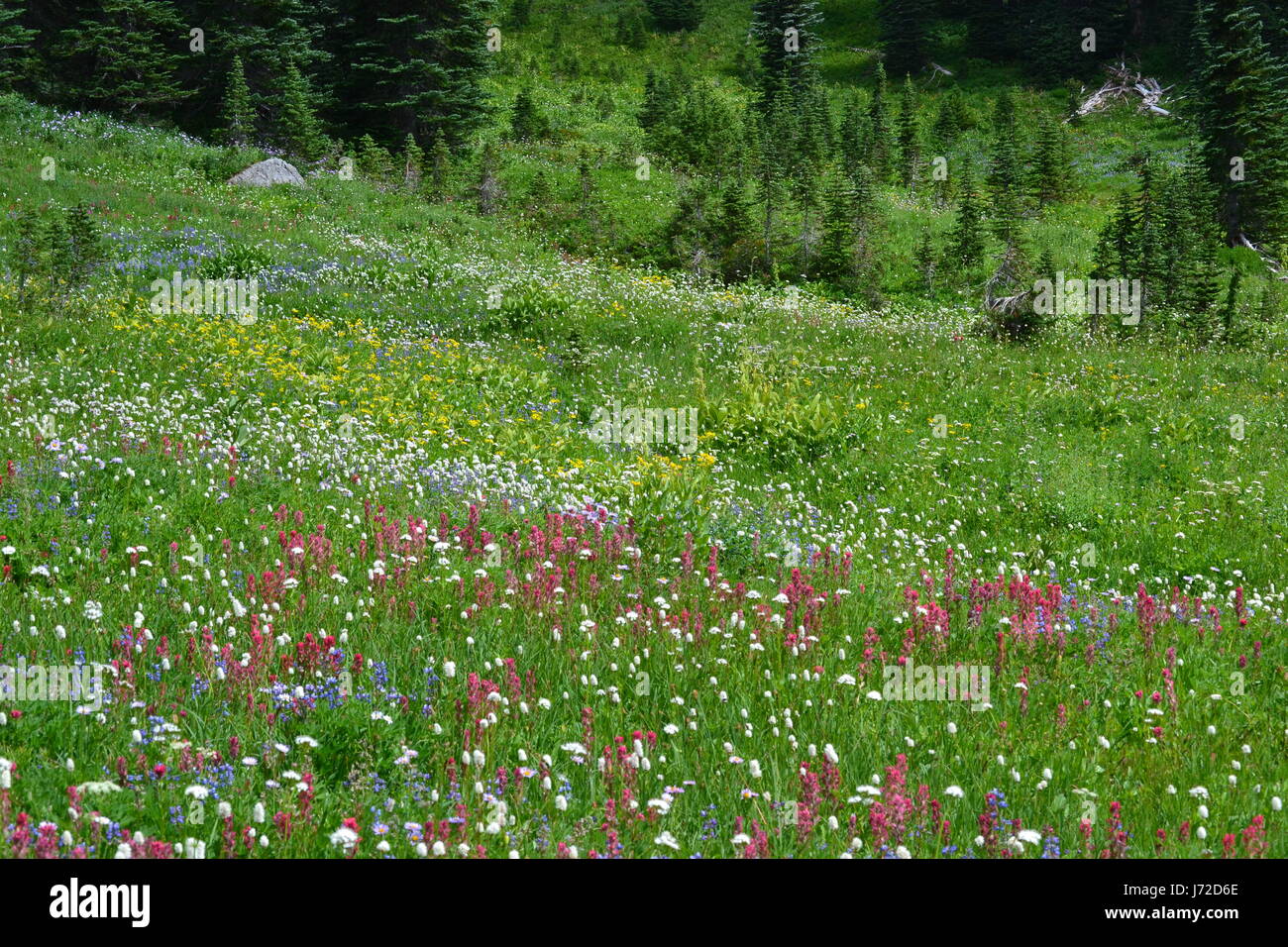 Fields of wildflowers Stock Photo - Alamy