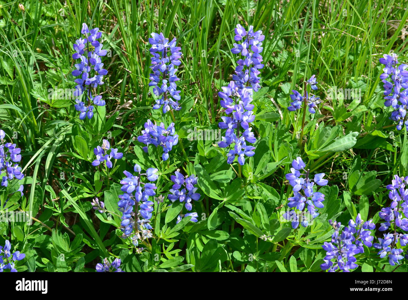 Washington lupine hi-res stock photography and images - Alamy