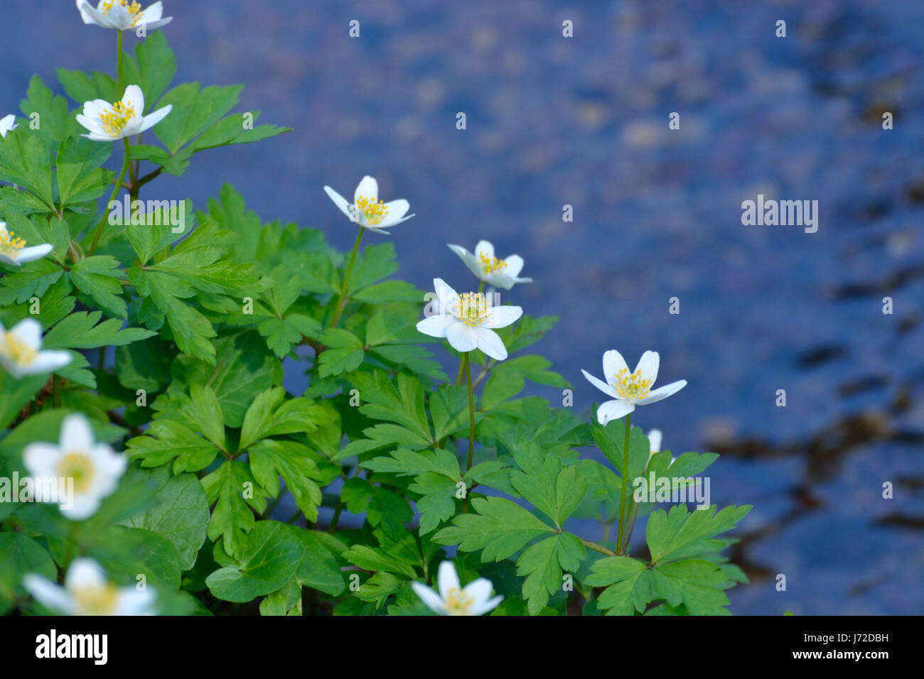 white Anemone nemorosa first spring flowers Stock Photo - Alamy