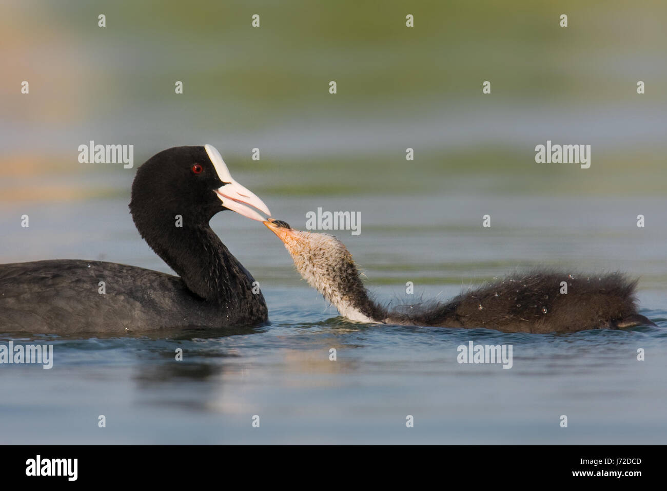 food aliment waterfowls feed waterfowl swimming bird swimming birds ...